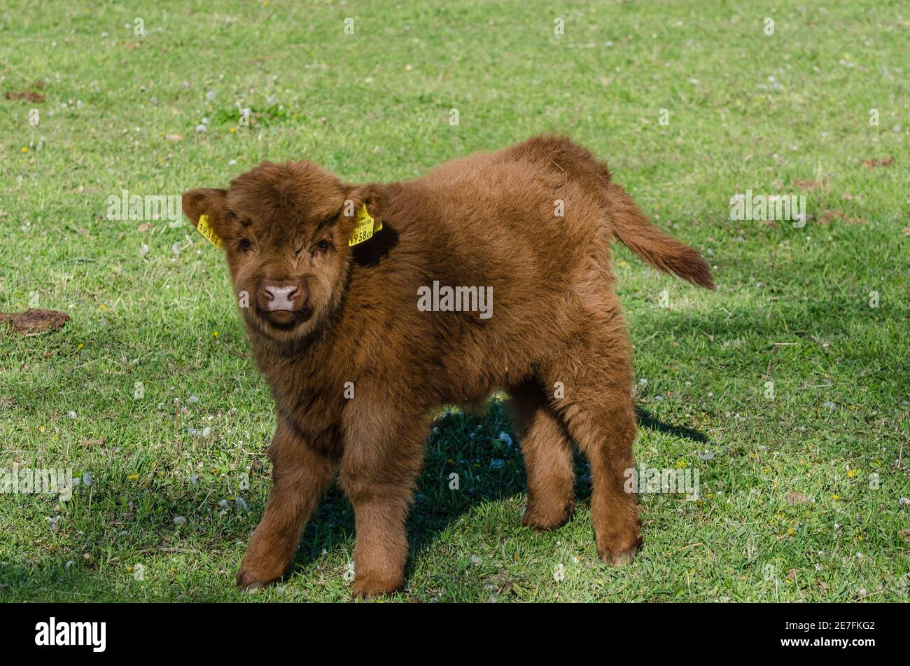 little baby highland cattle on a meadow Stock Photo - Alamy