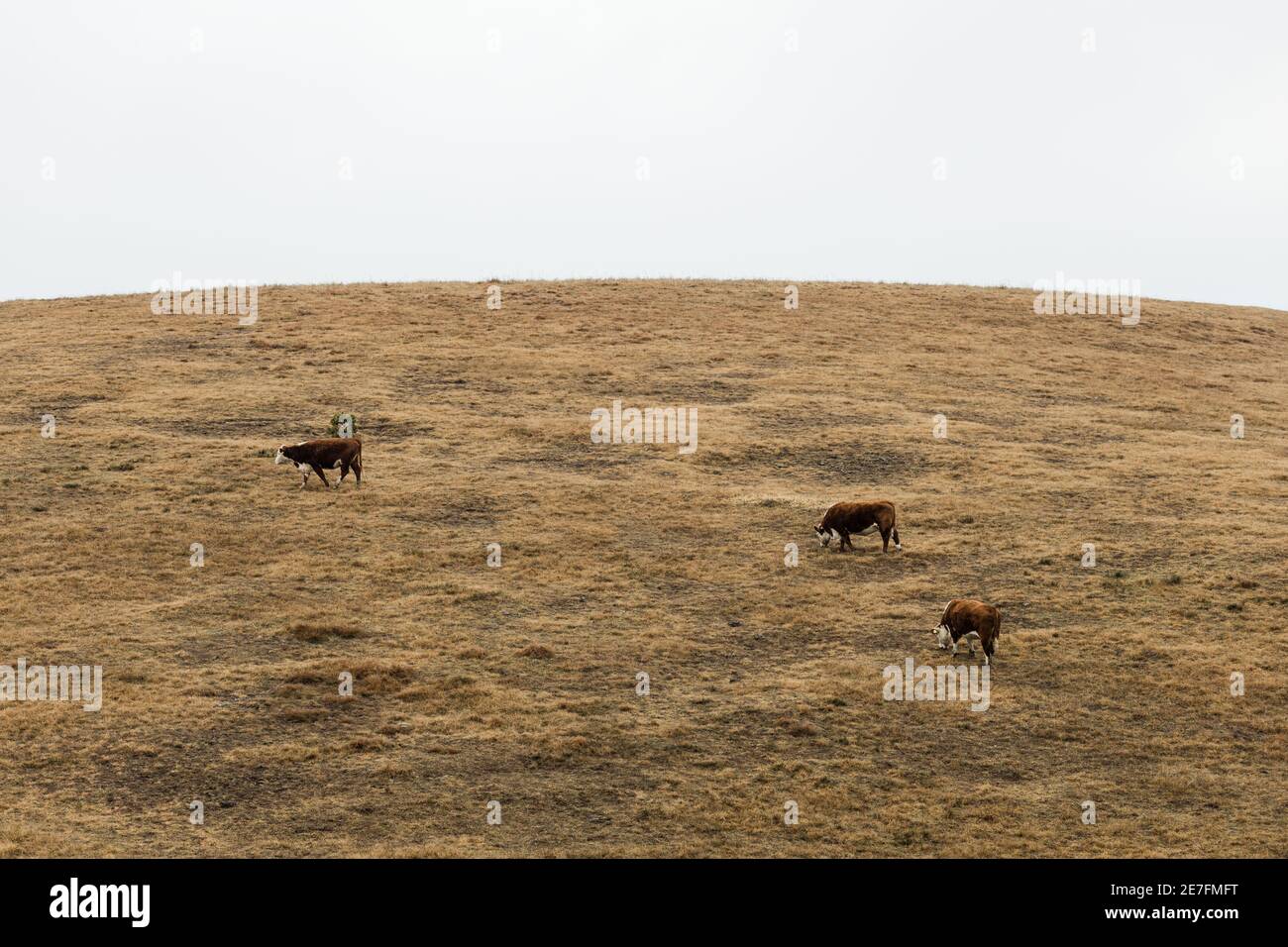Herd cows on ranch livestock hi-res stock photography and images - Alamy