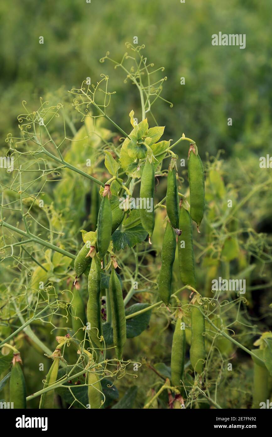 Field of peas uk hi-res stock photography and images - Alamy