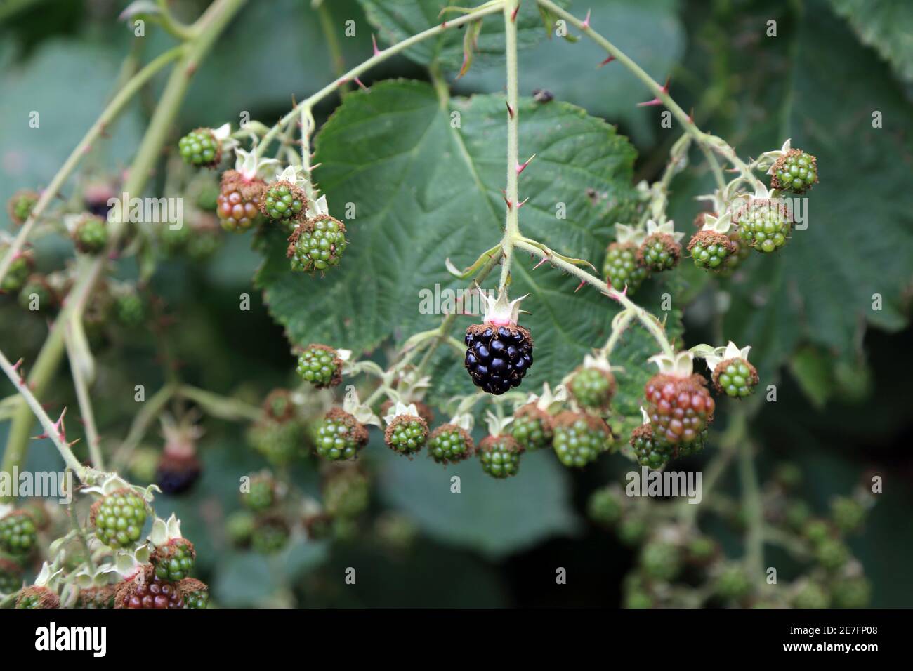 Blackberry bush at Soakham Downs, Wye, Ashford, Kent, England, United ...