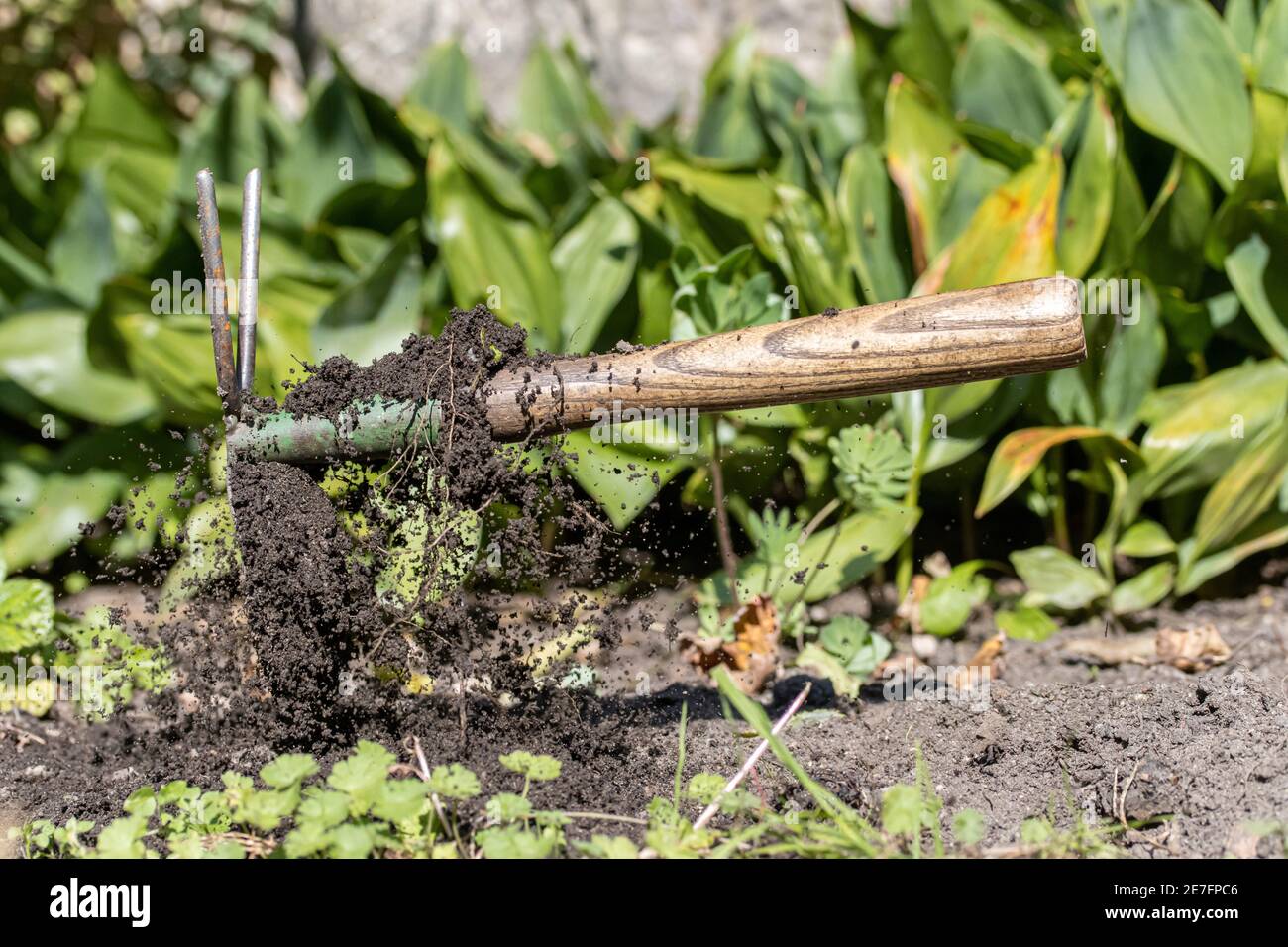 A hoe digs clay in the garden. The hoe works on a flower-bed with ...