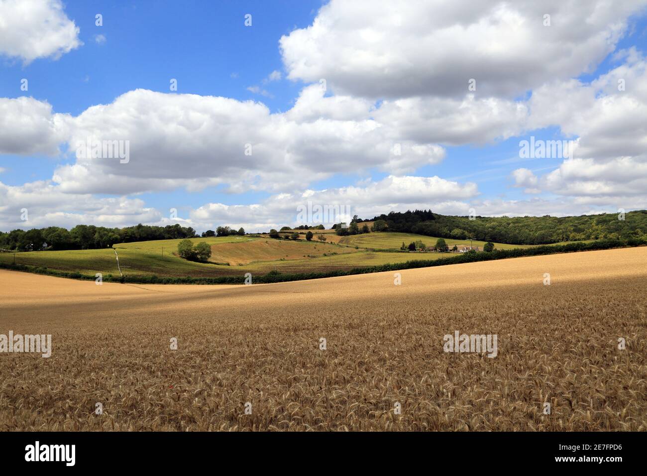 Crow field crops hi-res stock photography and images - Alamy
