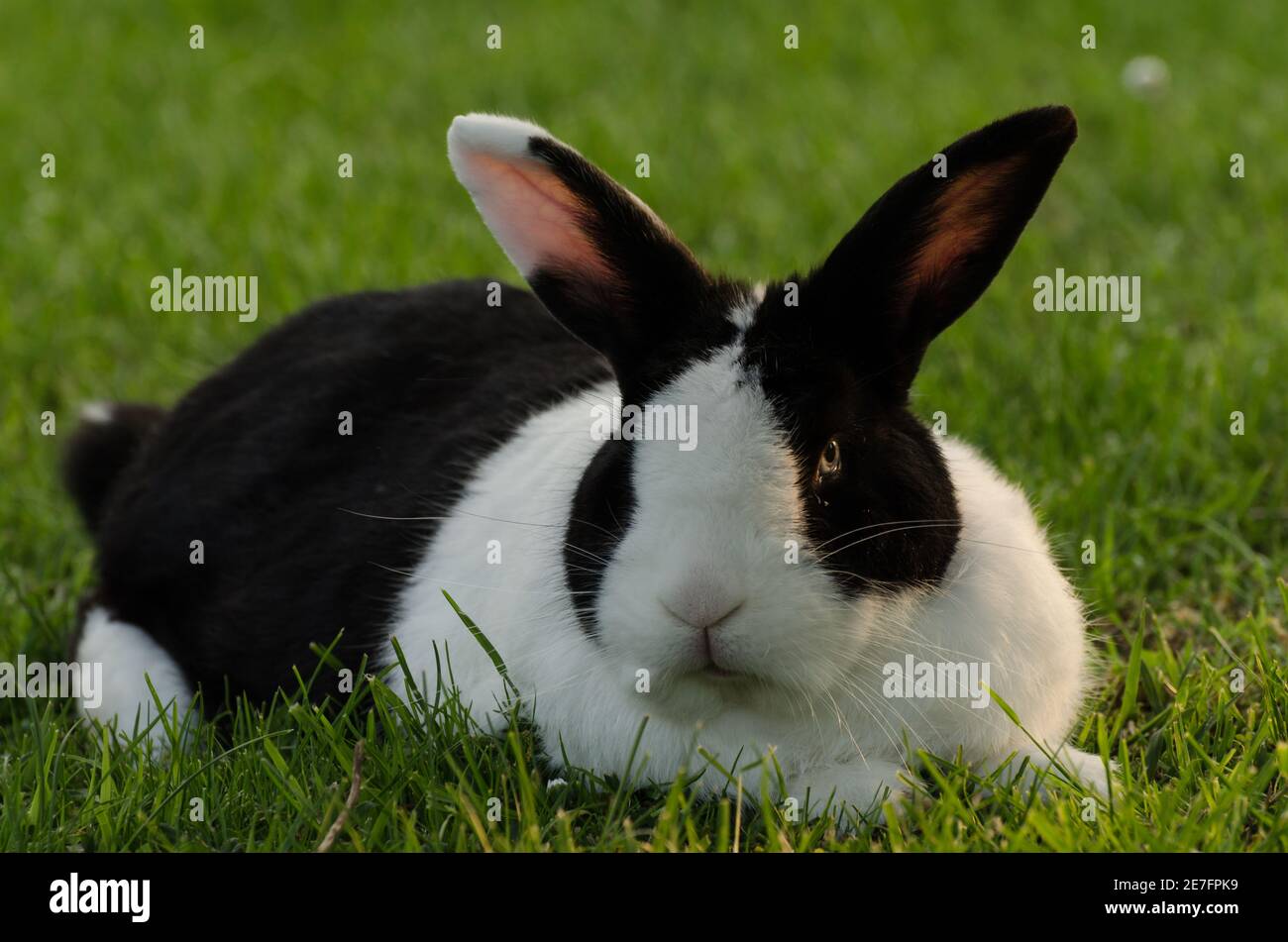 black and white bunny in the grass looking at the camera Stock Photo ...