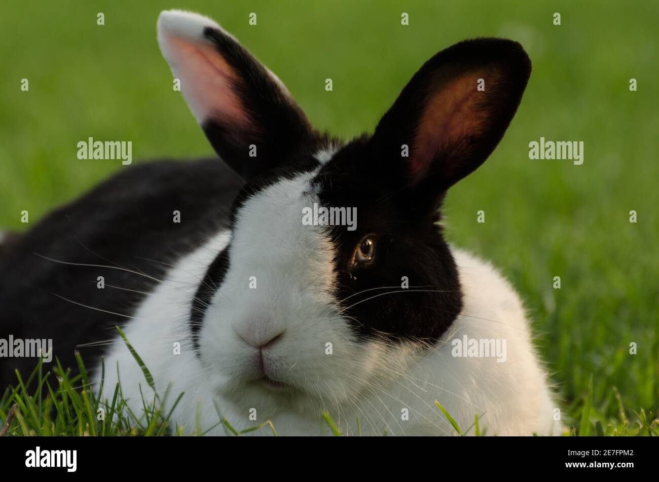 black white hare looks Stock Photo - Alamy