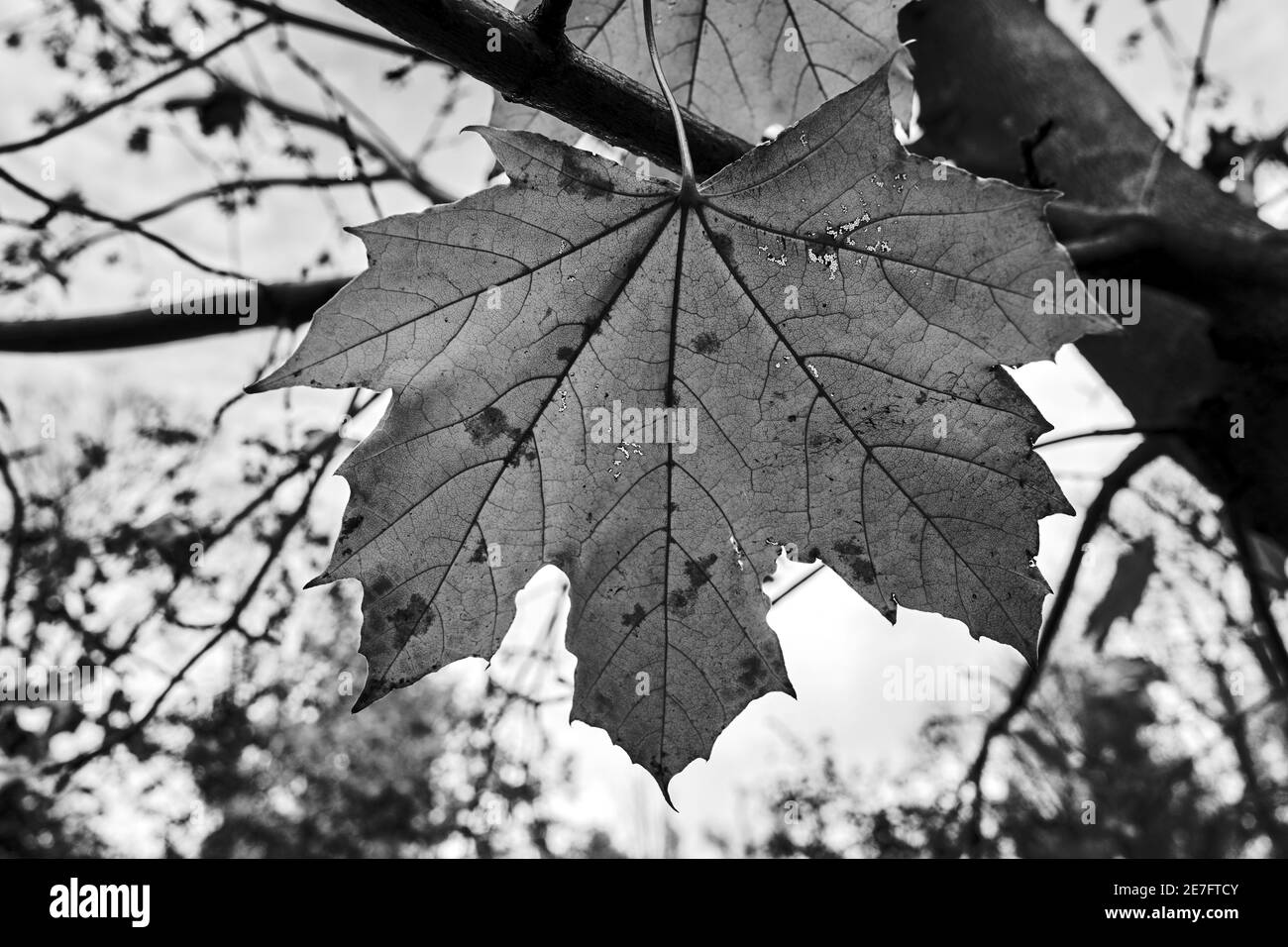 Detail of a damaged maple leaf in a park during autumn in Poland ...