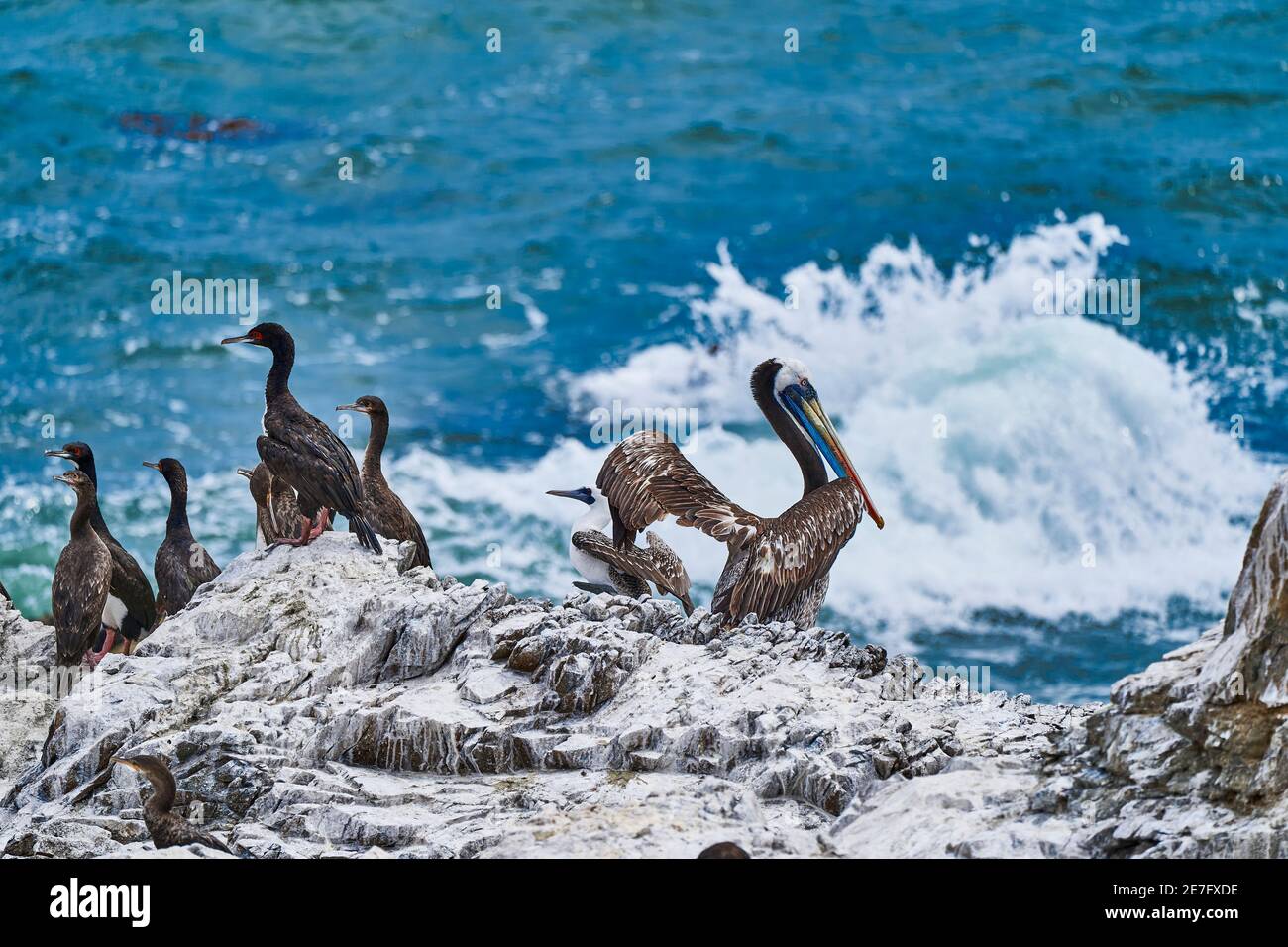 Bird colony in Paracas national park at the Pacific Ocean coast line of ...