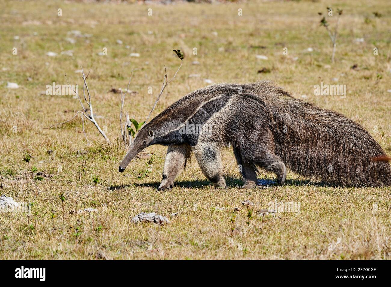 giant anteater walking over a meadow of a farm in the southern Pantanal ...