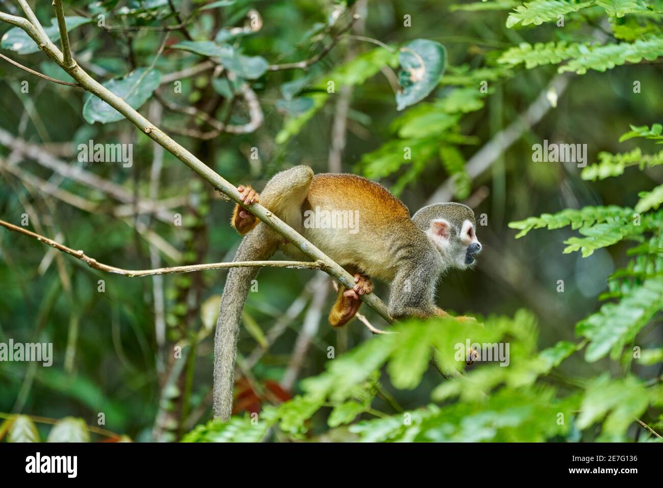 cute little squirrel monkey, a new World monkey of the genus Saimiri ...
