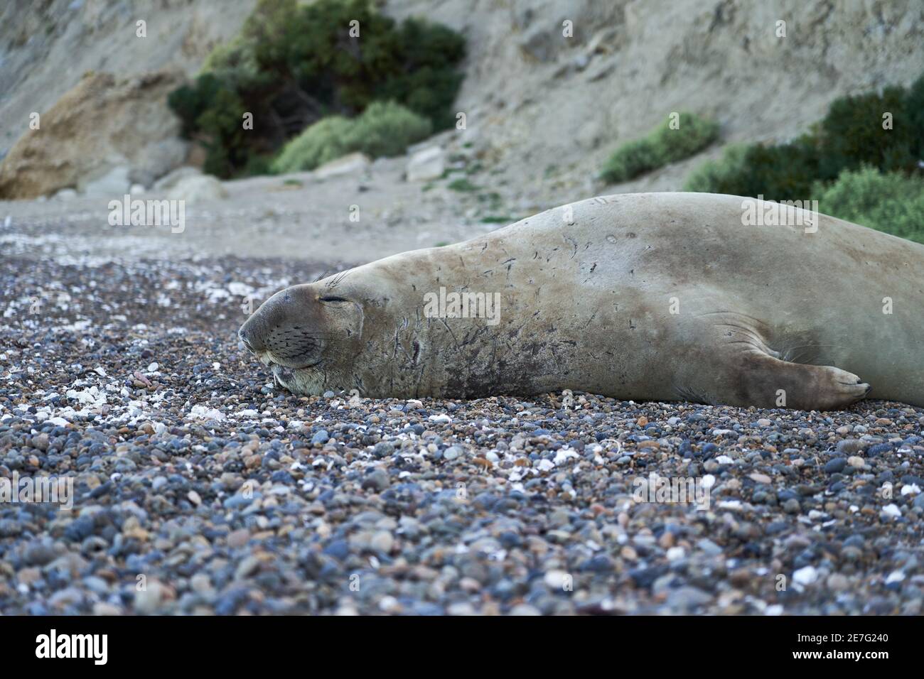 Giant Elephant Seals