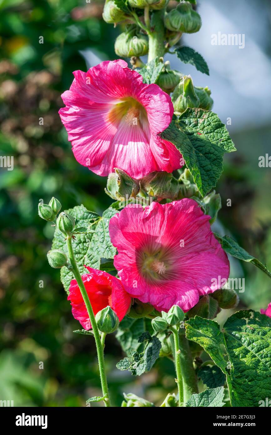 Alcea (althaea rosea) a tall flowering plant commonly known as ...