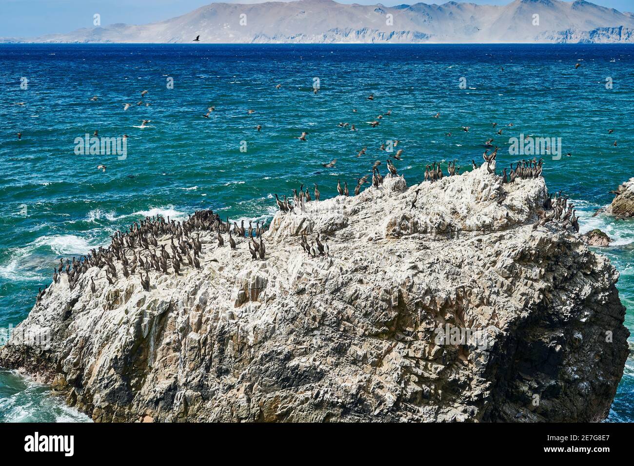Bird colony of guano cormorant in Paracas national park at the Pacific ...