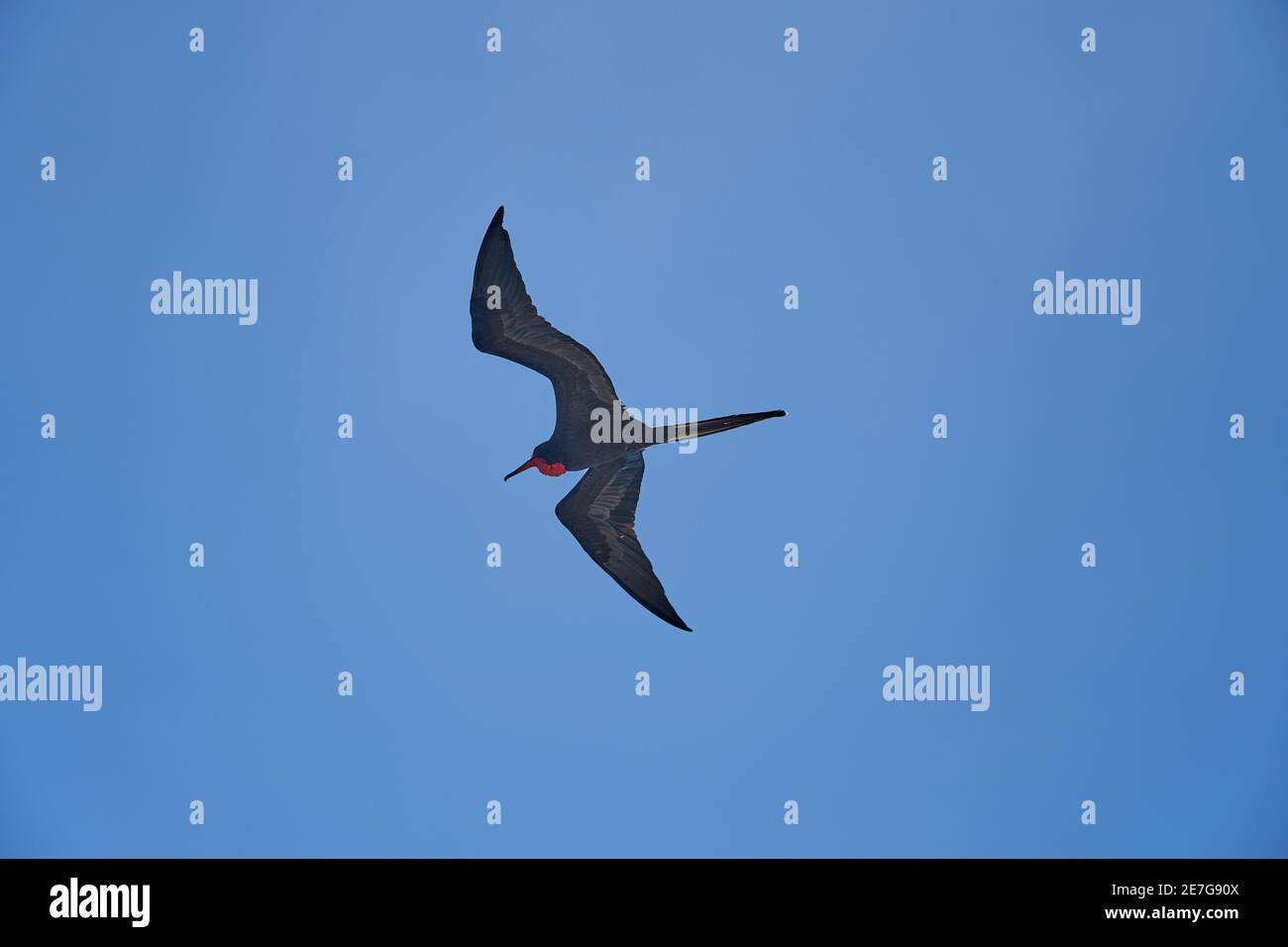 Magnificent frigatebird, Fregata magnificens, is a big black seabird ...