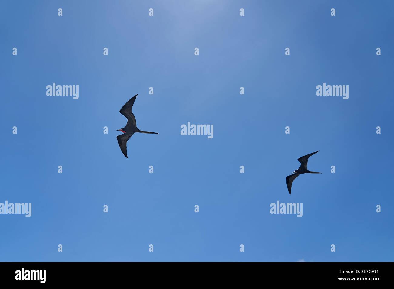 Magnificent frigatebird, Fregata magnificens, is a big black seabird ...