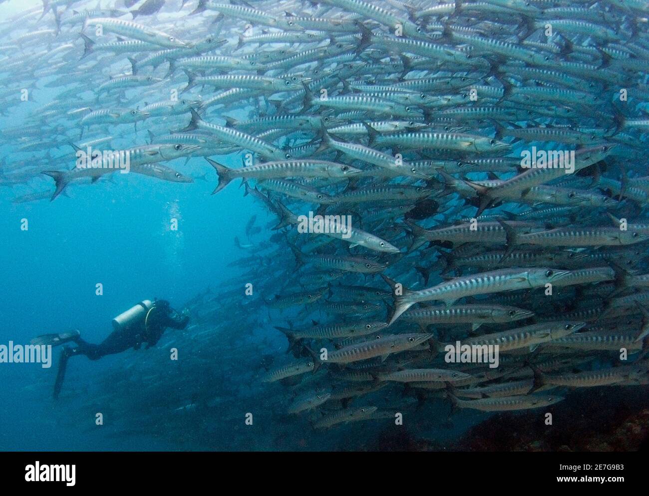 Giant barracuda hi-res stock photography and images - Alamy