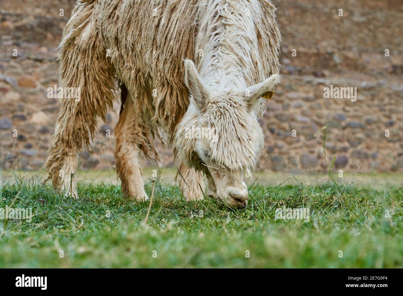 White lama, Llama, Lama glama, grazing in the ancient inca ruins of ...