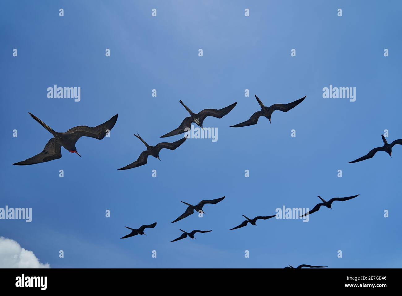 Magnificent frigatebird, Fregata magnificens, is a big black seabird ...