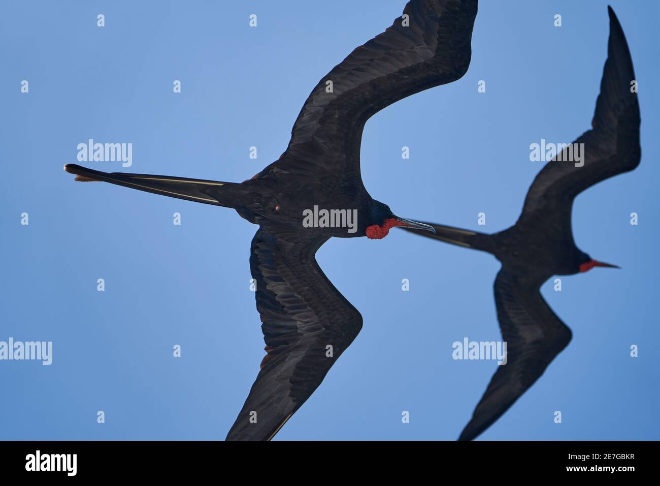 Magnificent frigatebird, Fregata magnificens, is a big black seabird ...