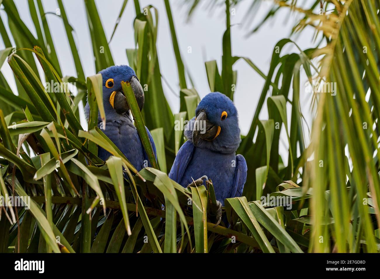 Blue parrot hi-res stock photography and images - Alamy