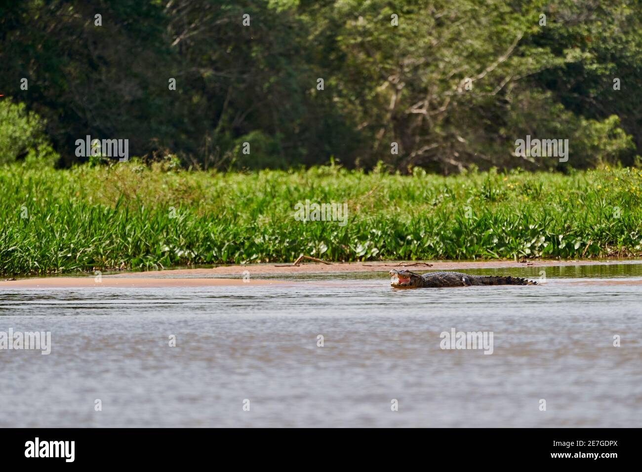 Black caiman habitat hi-res stock photography and images - Alamy