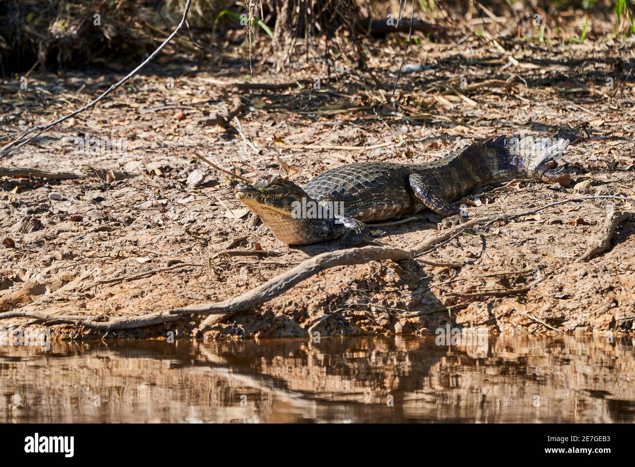 Caiman teeth hi-res stock photography and images - Alamy