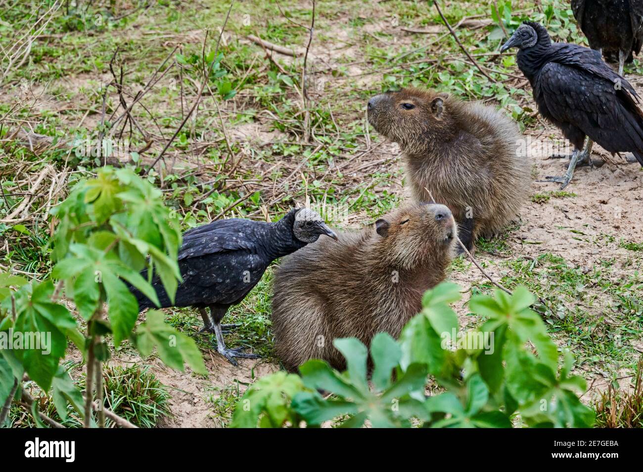 capybara and black vulture, Hydrochoerus hydrochaeris, the largest ...