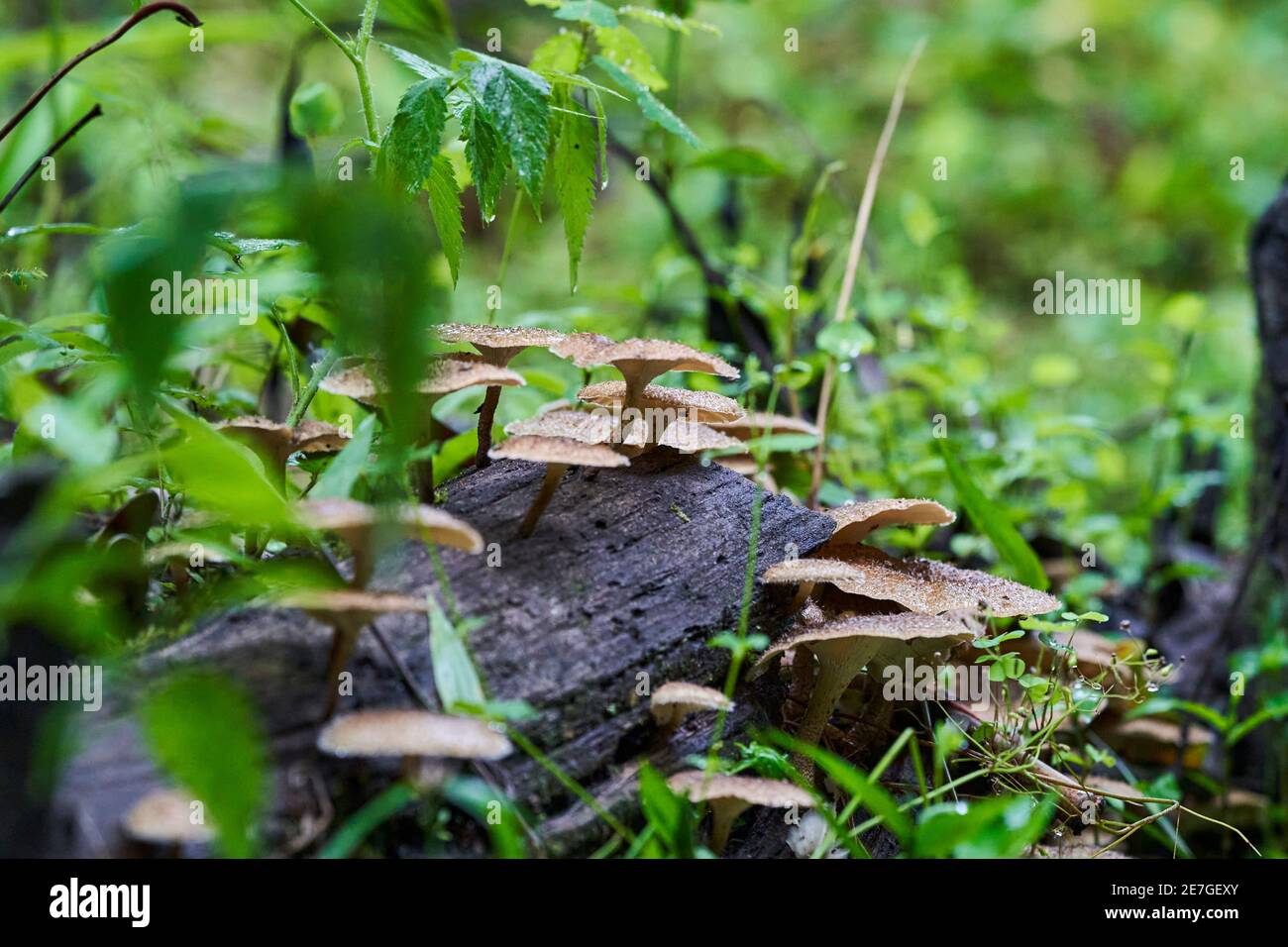 Wood rotting fungi hi-res stock photography and images - Alamy