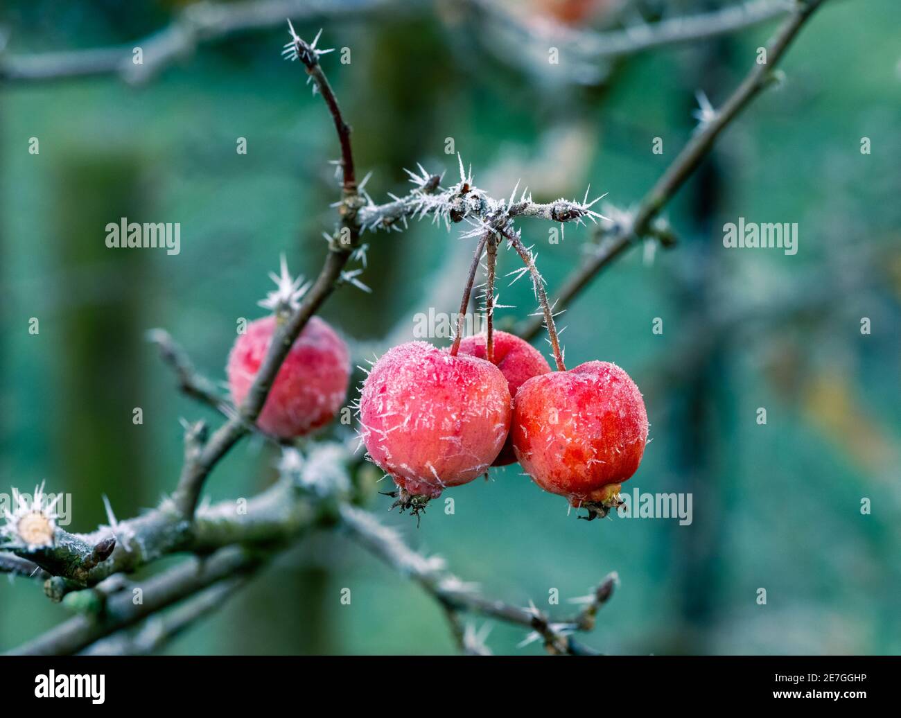 Crystal apple hi-res stock photography and images - Alamy