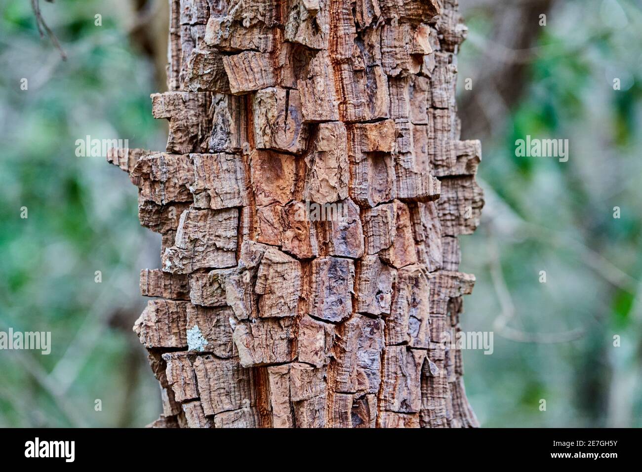 Details of the fire resistant bark of an exotic topical tree at the ...
