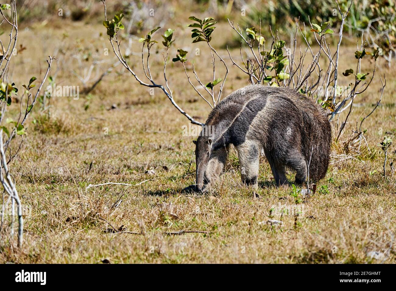 giant anteater walking over a meadow of a farm in the southern Pantanal ...