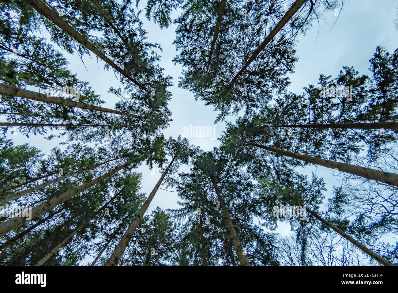 Looking upwards at tall fir trees (pine trees) with wide angle (fish ...