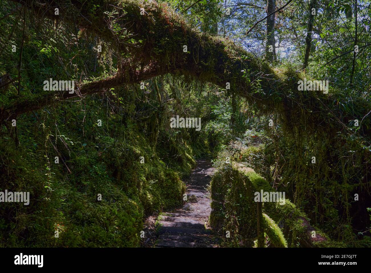 Dark and over grown jungle path leading through the rain forest of ...