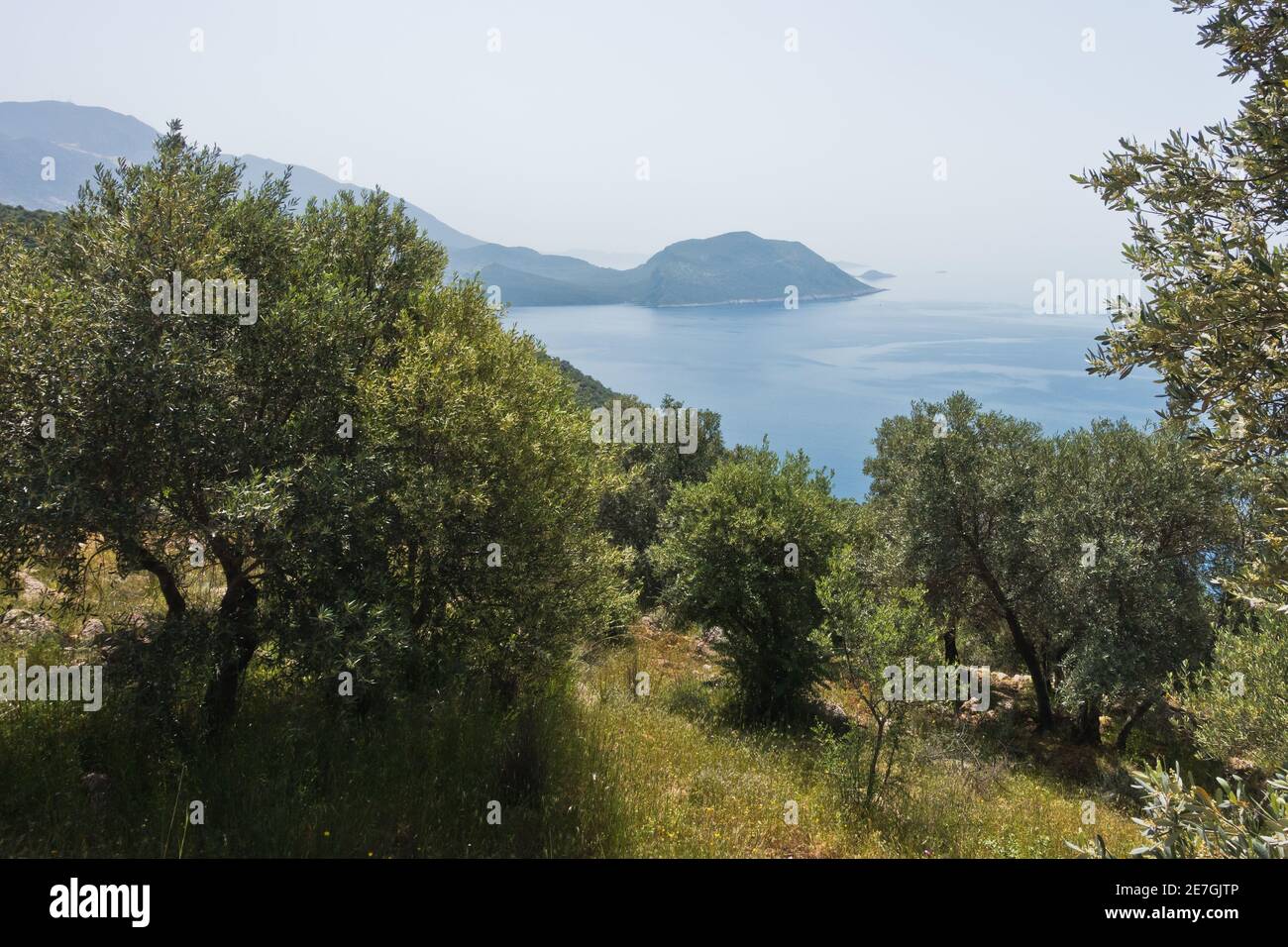 Olive trees in front of panoramic landscape at Lycian way, near ancient ...