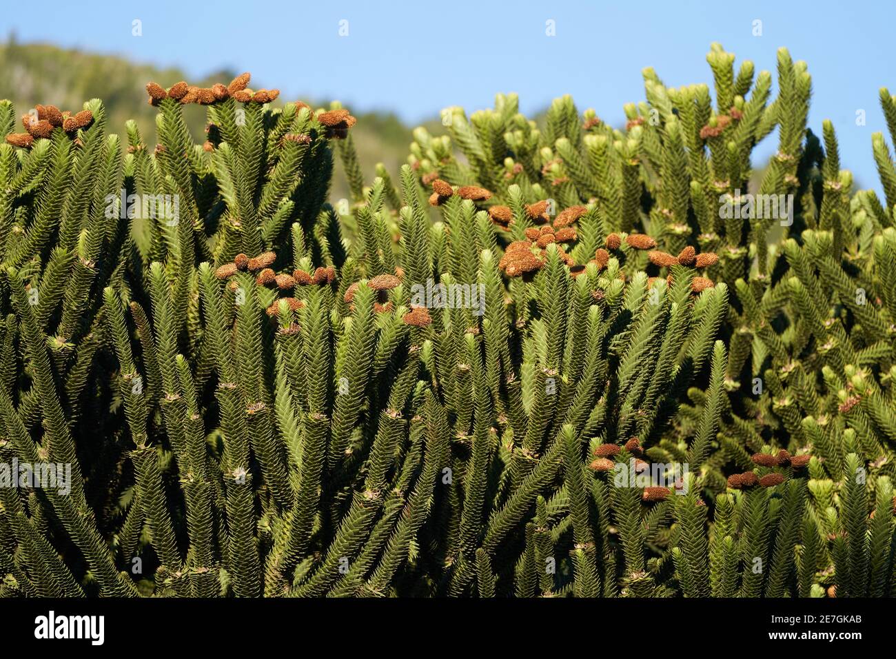 Monkey tail cactus hi-res stock photography and images - Alamy