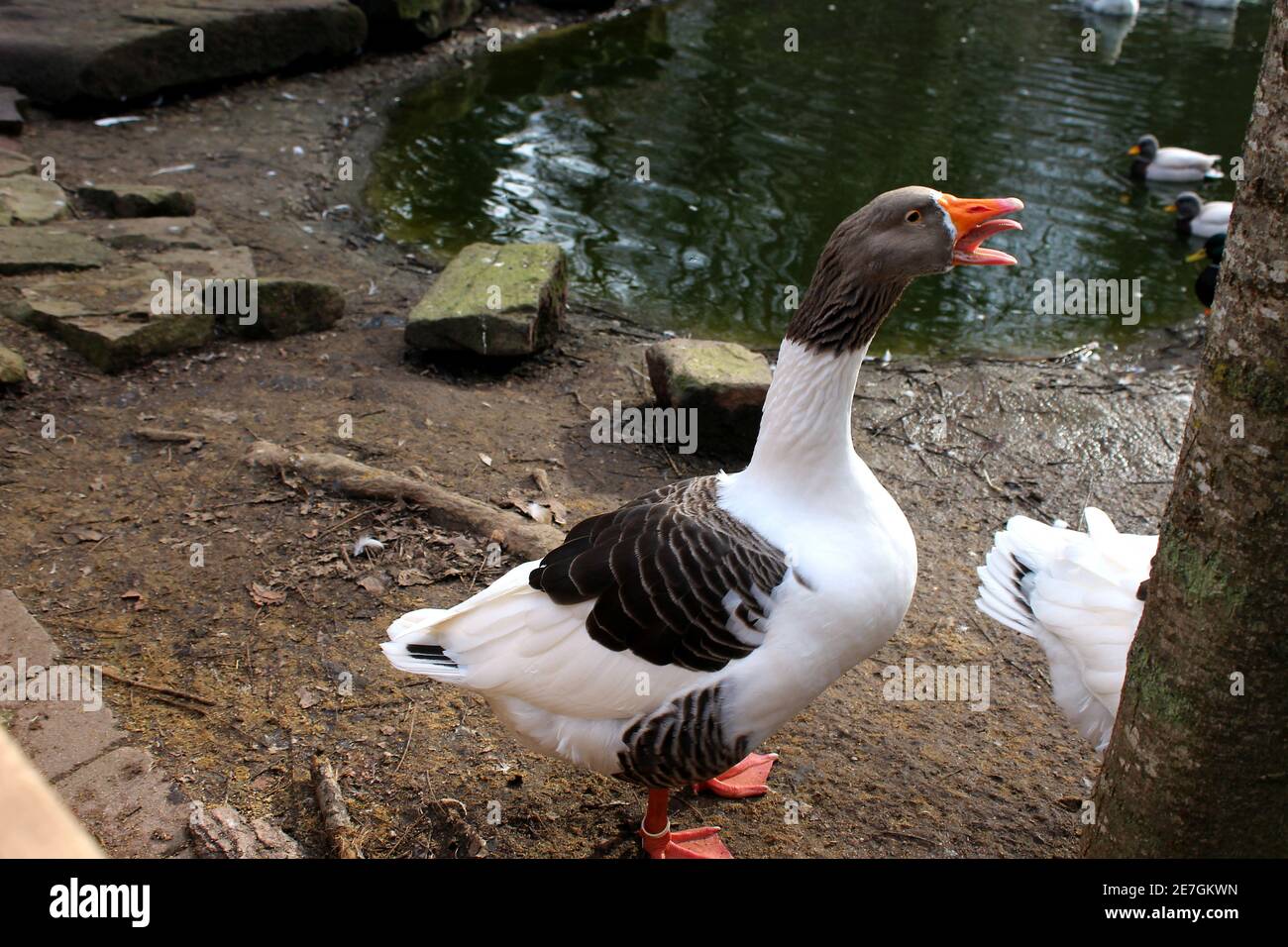 Goose with grey and white feathers singing loudly while standing next ...