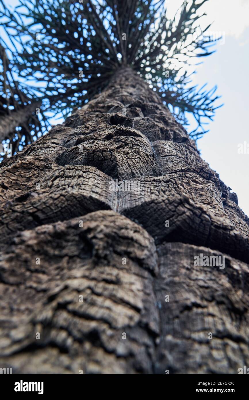 Detail with shallow depth of field of an Araucaria araucana, monkey ...