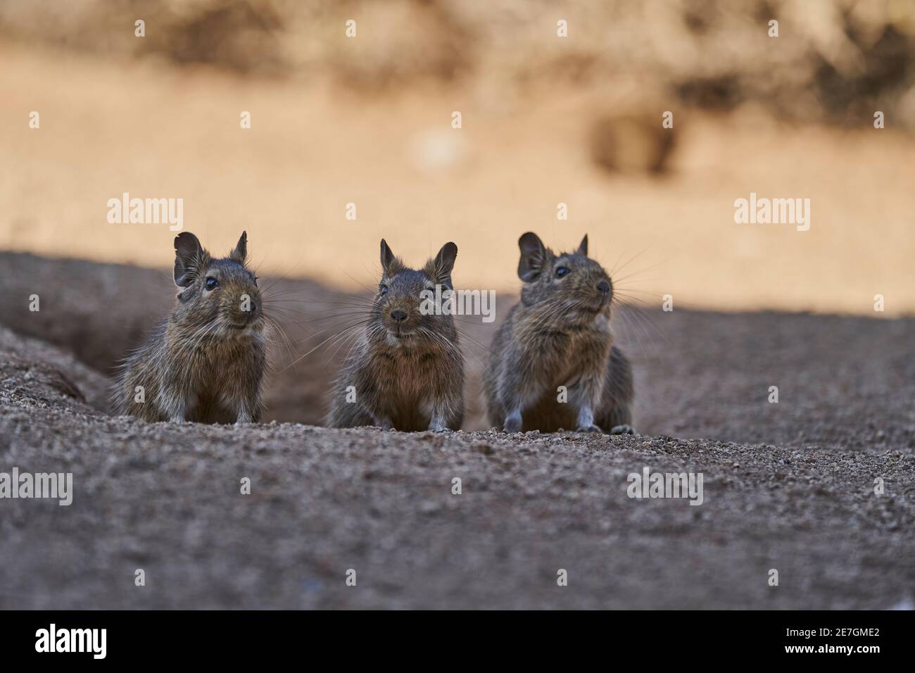 3 cute little Degus, Octodon, octodontid rodents native to South ...