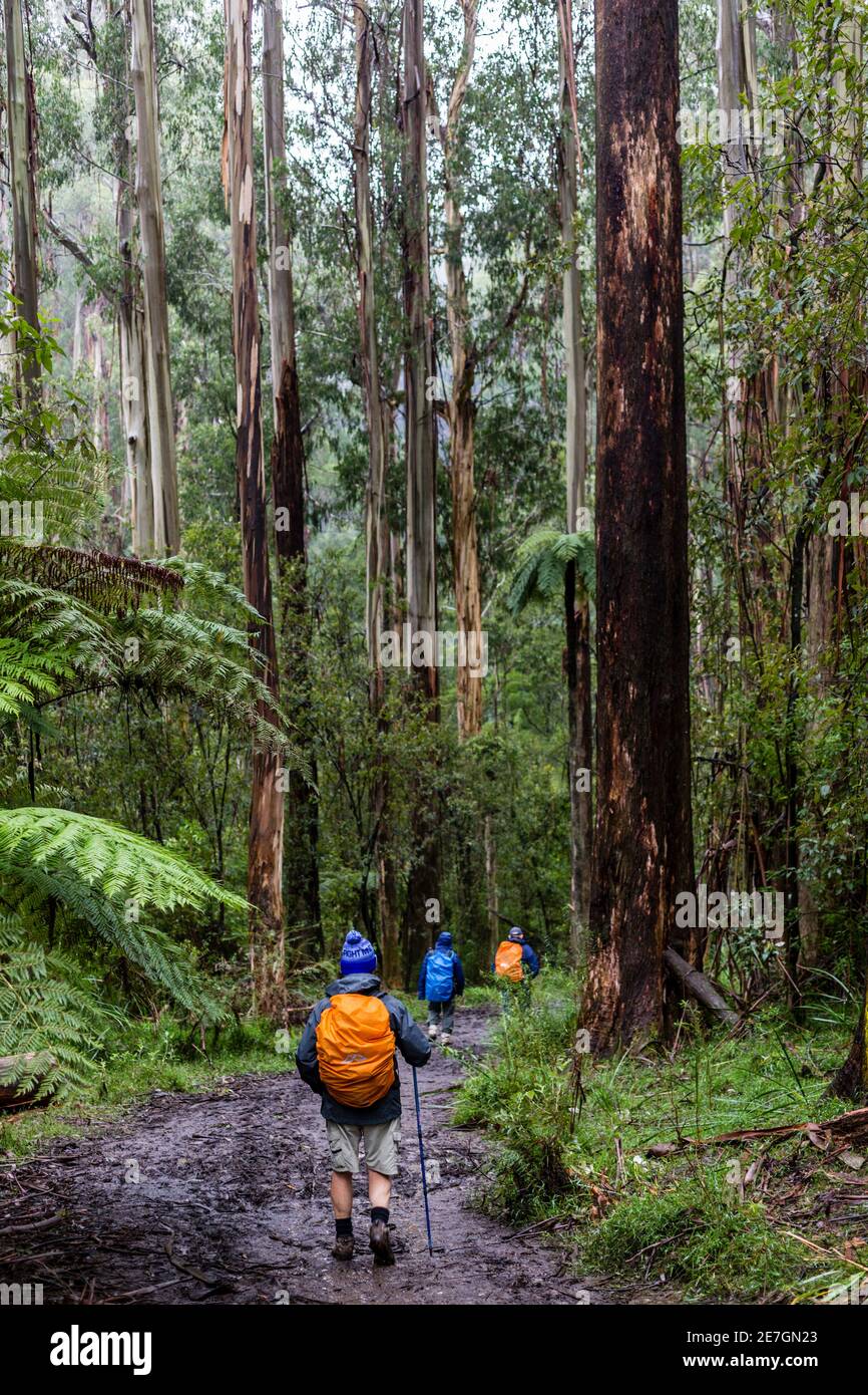 Kallista, Victoria/Australia – June 23, 2020: Group of senior people ...