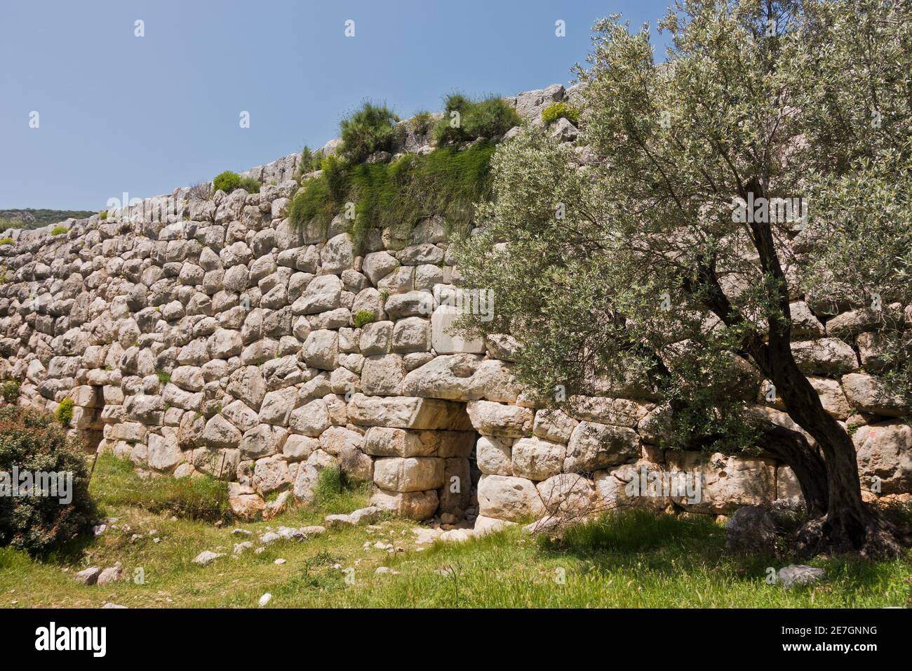 Details of old roman aquaduct wall with olive tree in front, near ...