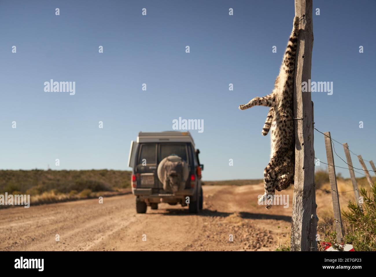 Dead wildcat hi-res stock photography and images - Alamy