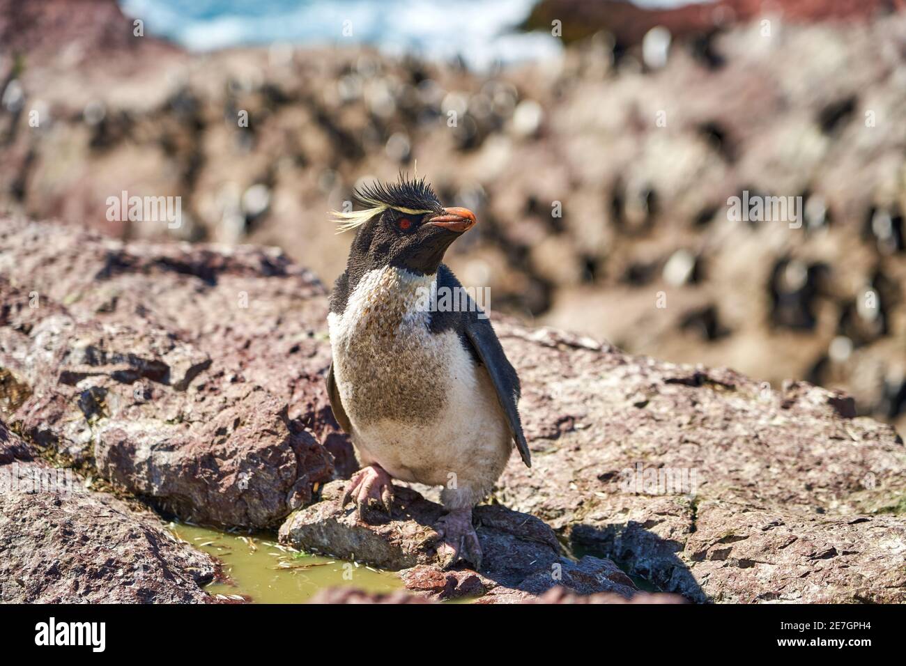 Eudyptes chrysocome is the rock hopper penguin also known as crested ...