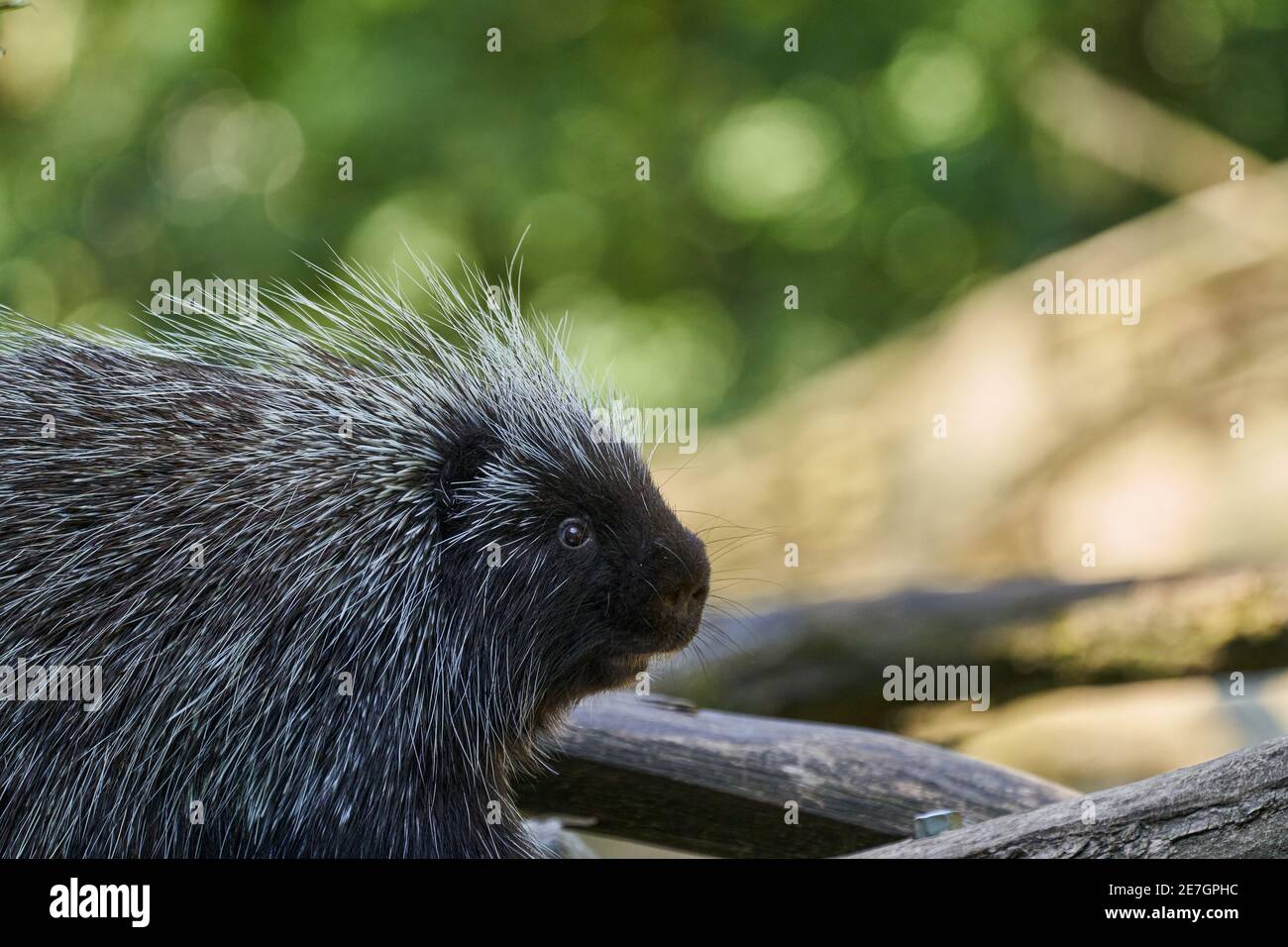 Erethizontidae, north american porcupine, climbing over trees and ...