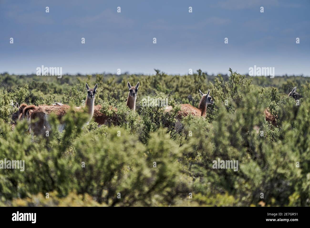 Llama herd hi-res stock photography and images - Alamy