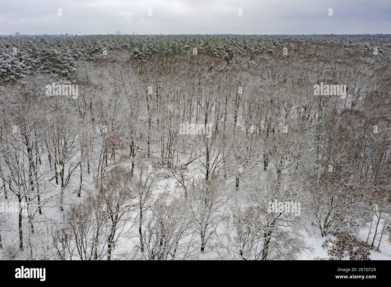 Berlin, Germany. 30th Jan, 2021. The trees around the Grunewaldsee are ...