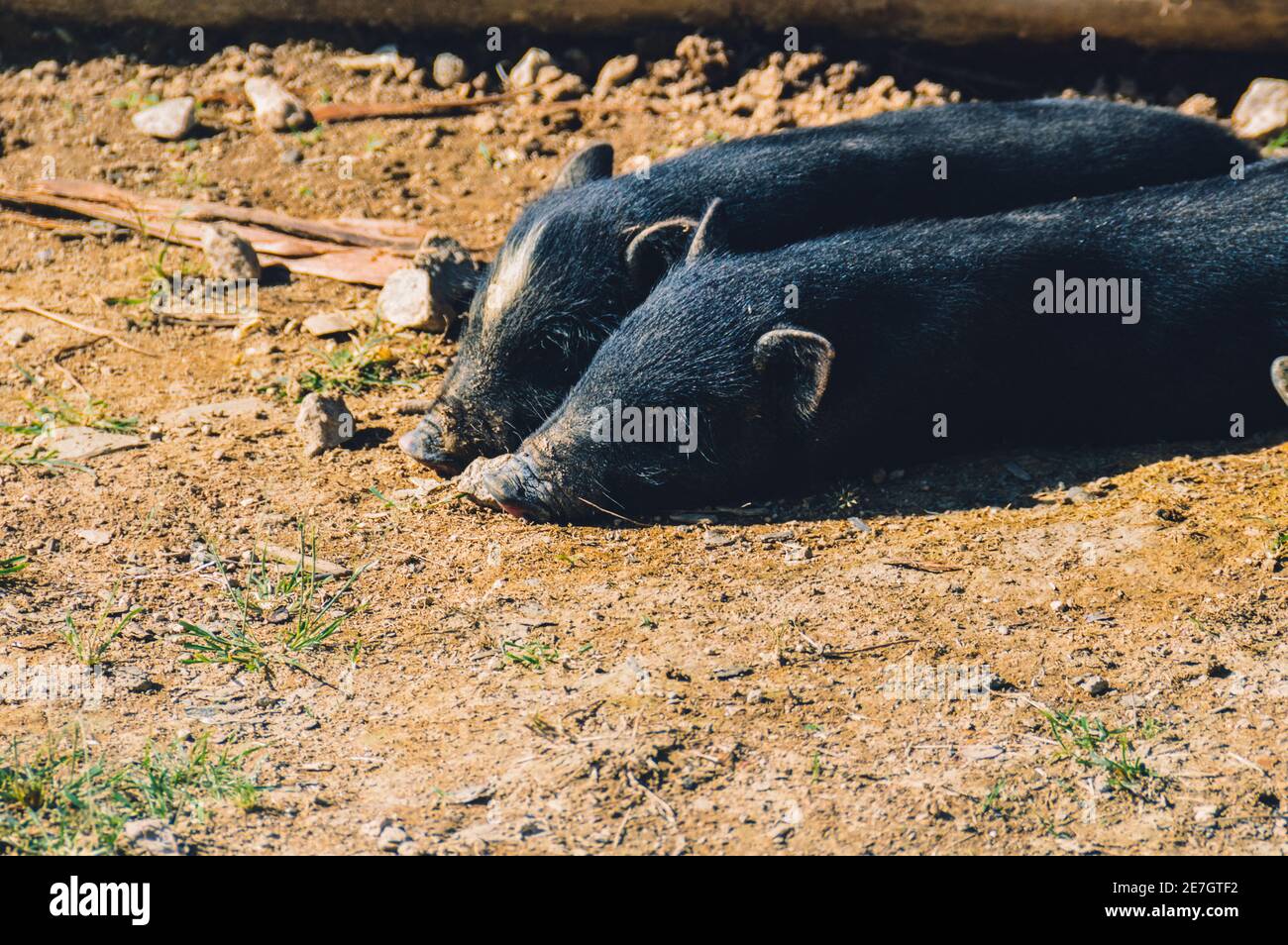 Closeup shot of pigs lying on the ground in the dirt Stock Photo - Alamy