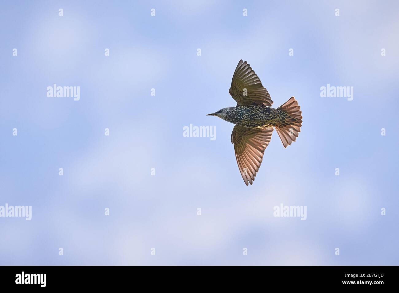 Common starling in flight (Sturnus vulgaris) Bird in flight Stock Photo ...