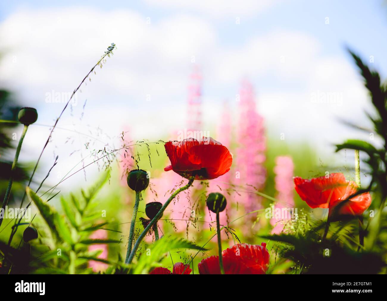 Garden bed with poppy hi-res stock photography and images - Alamy