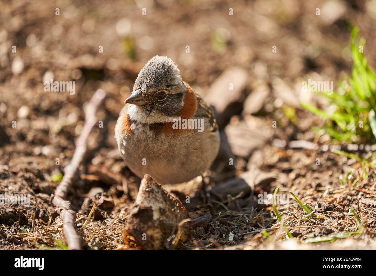 Very small bird hi-res stock photography and images - Alamy