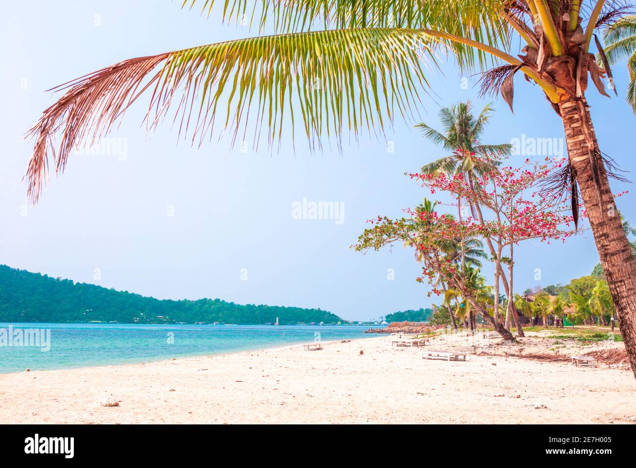 Tropical paradise landscape. Palms and blooming tropical trees on the ...