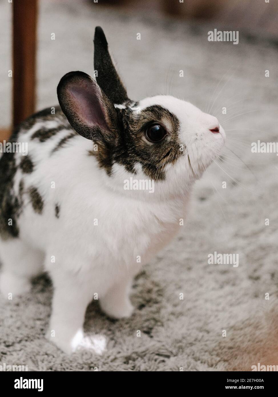 Big bunny hi-res stock photography and images - Alamy