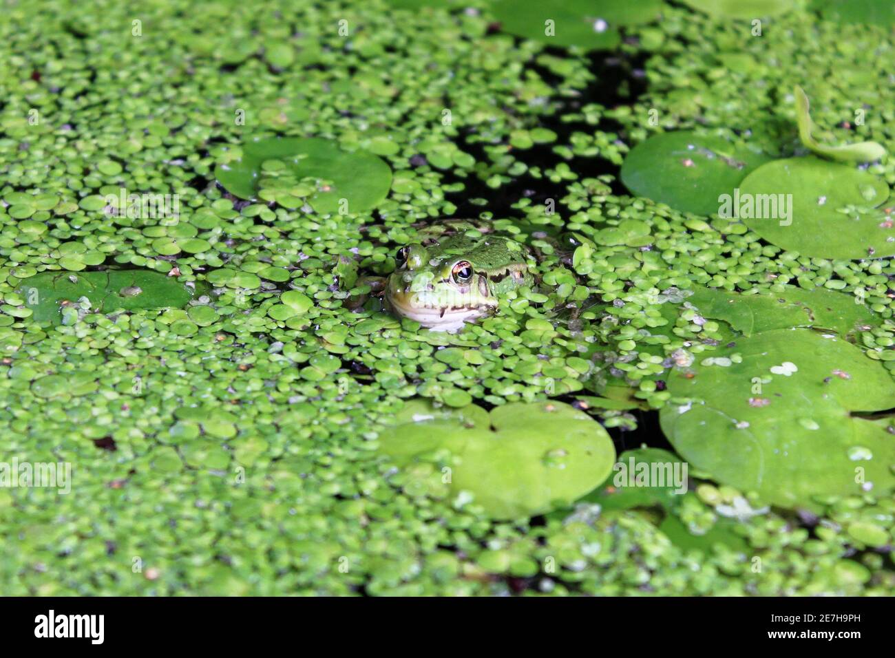 Green Frog (Rana clamitans) in a pond surrounded by duckweed Stock ...